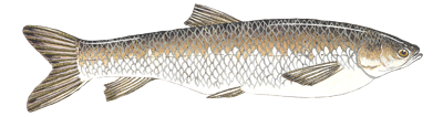 Triploid Grass Carp